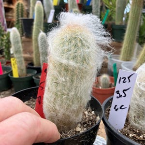 Espostoa Lanata Old Man of the Mountain 5.5" Tall This Plant Bare Root - Etsy