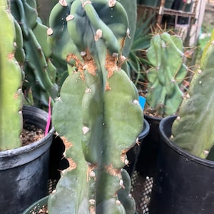Cereus Peruvianus Cactus 11" Tall 10"circum. Night Blooming Fruit This ...
