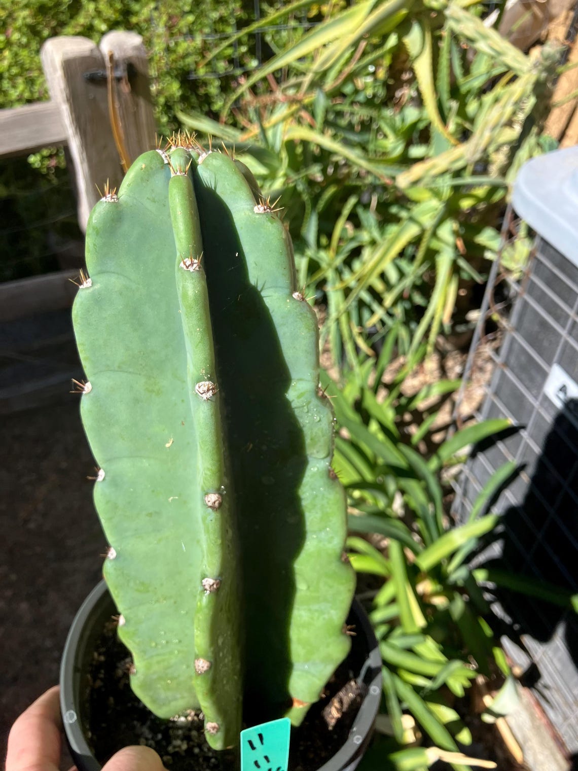 Cereus Peruvianus Cactus 11" Tall 14"circum. Night Blooming Fruit This ...