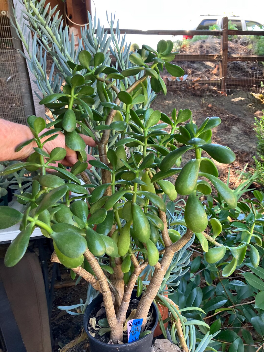 Crassula Ovata Jade 27”tall 25”wide "this Beautiful Specimen Comes ...