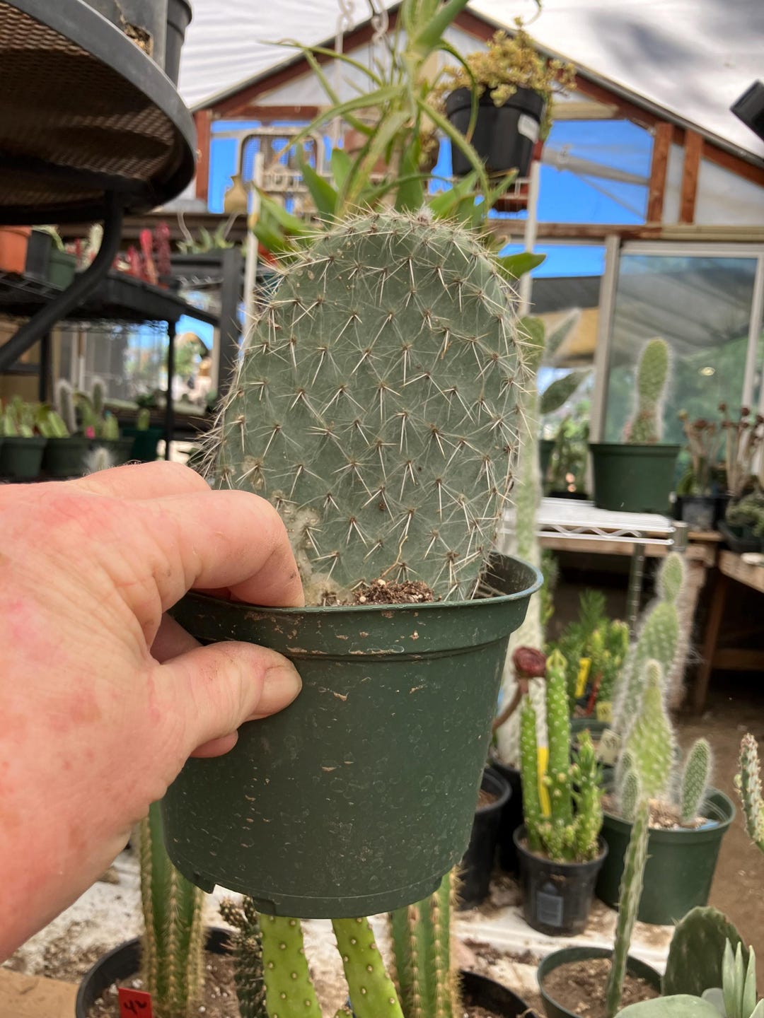Opuntia Leucotricha Aaron's Beard Cactus 6" Tall 4" Wide "this Plant ...