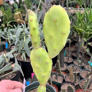 Opuntia Canterae Elata Ground Crawling Cactus 9" Tall This Plant - Etsy