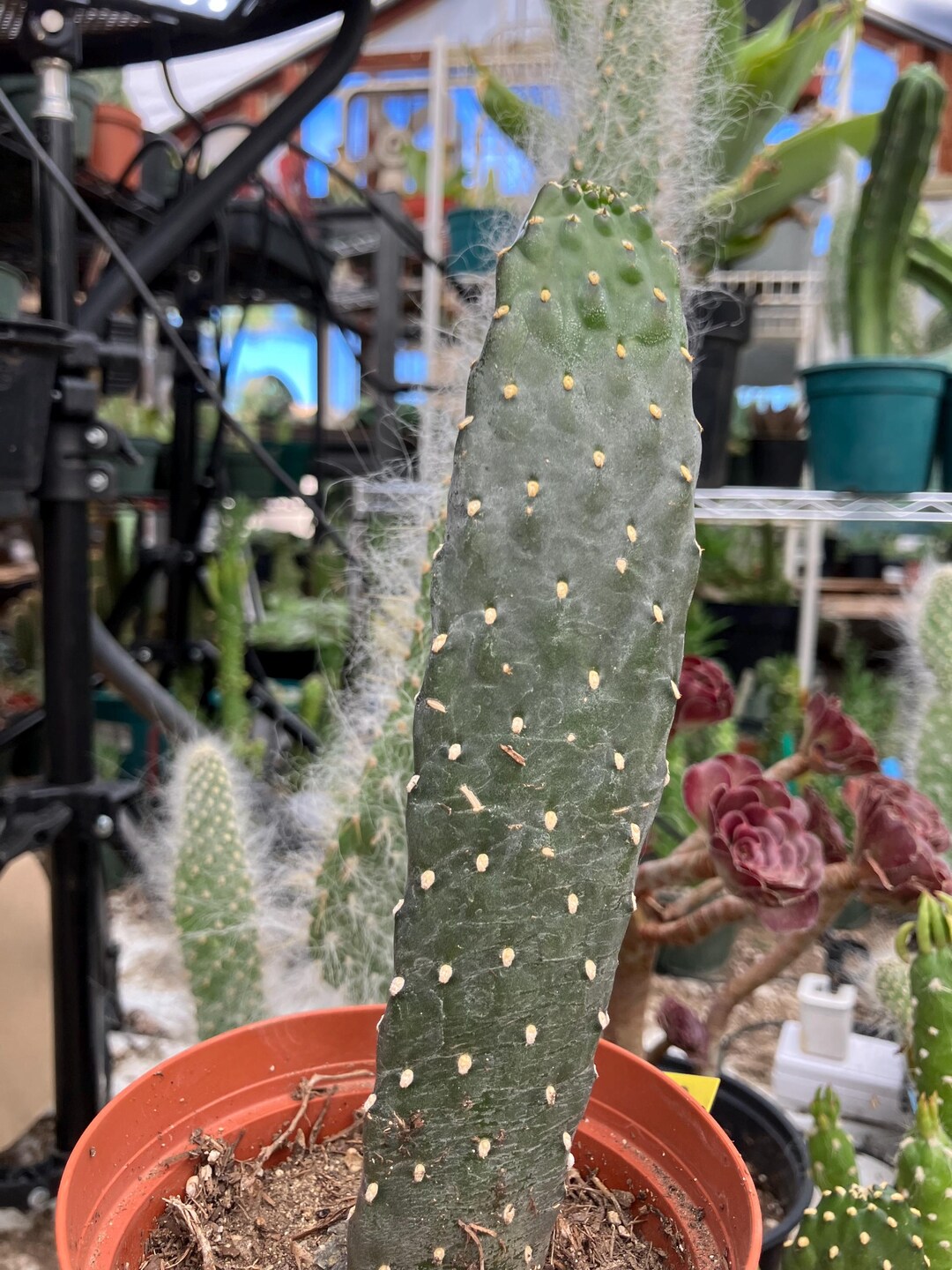 Opuntia Consolea Roadkill Cactus 6tall This Plant - Etsy