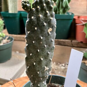 Opuntia Consolea Roadkill Cactus 6”tall This Plant - Etsy