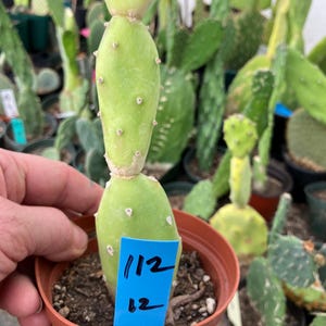 Opuntia Canterae Elata Ground Crawling Cactus 12 Tall This Plant - Etsy