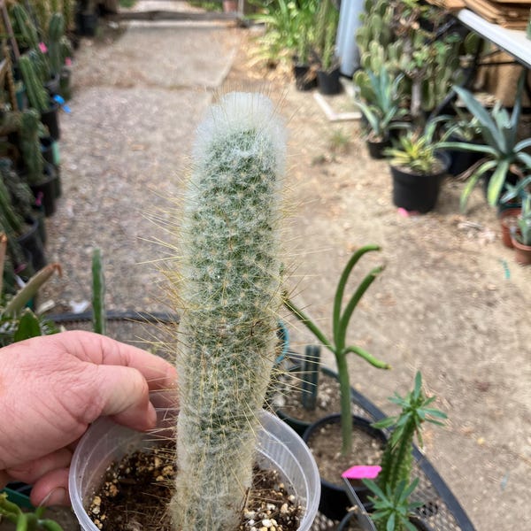 Torch Aloe - Etsy