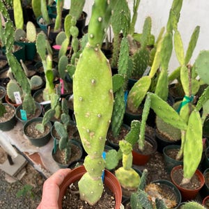 Opuntia Canterae Elata Ground Crawling Cactus 12 Tall This Plant - Etsy