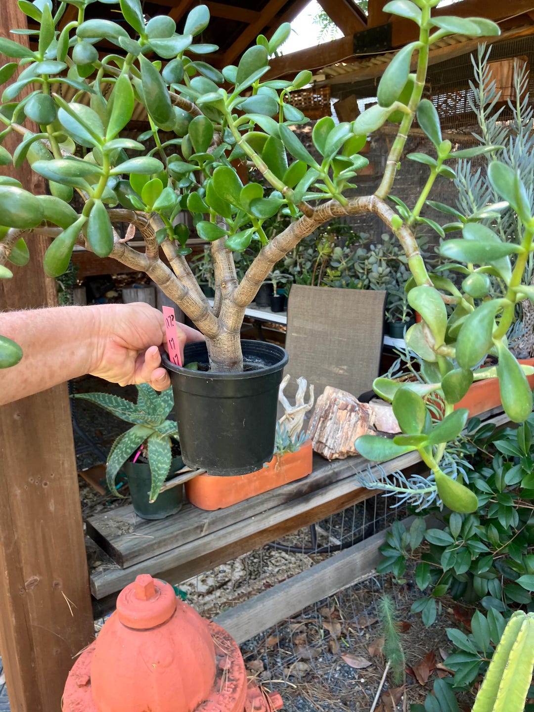 Crassula Ovata Jade 17"tall, 17"wide "this Beautiful Specimen Comes ...