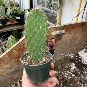 Opuntia Leucotricha Aaron's Beard Cactus 6" Tall "this Plant" - Etsy