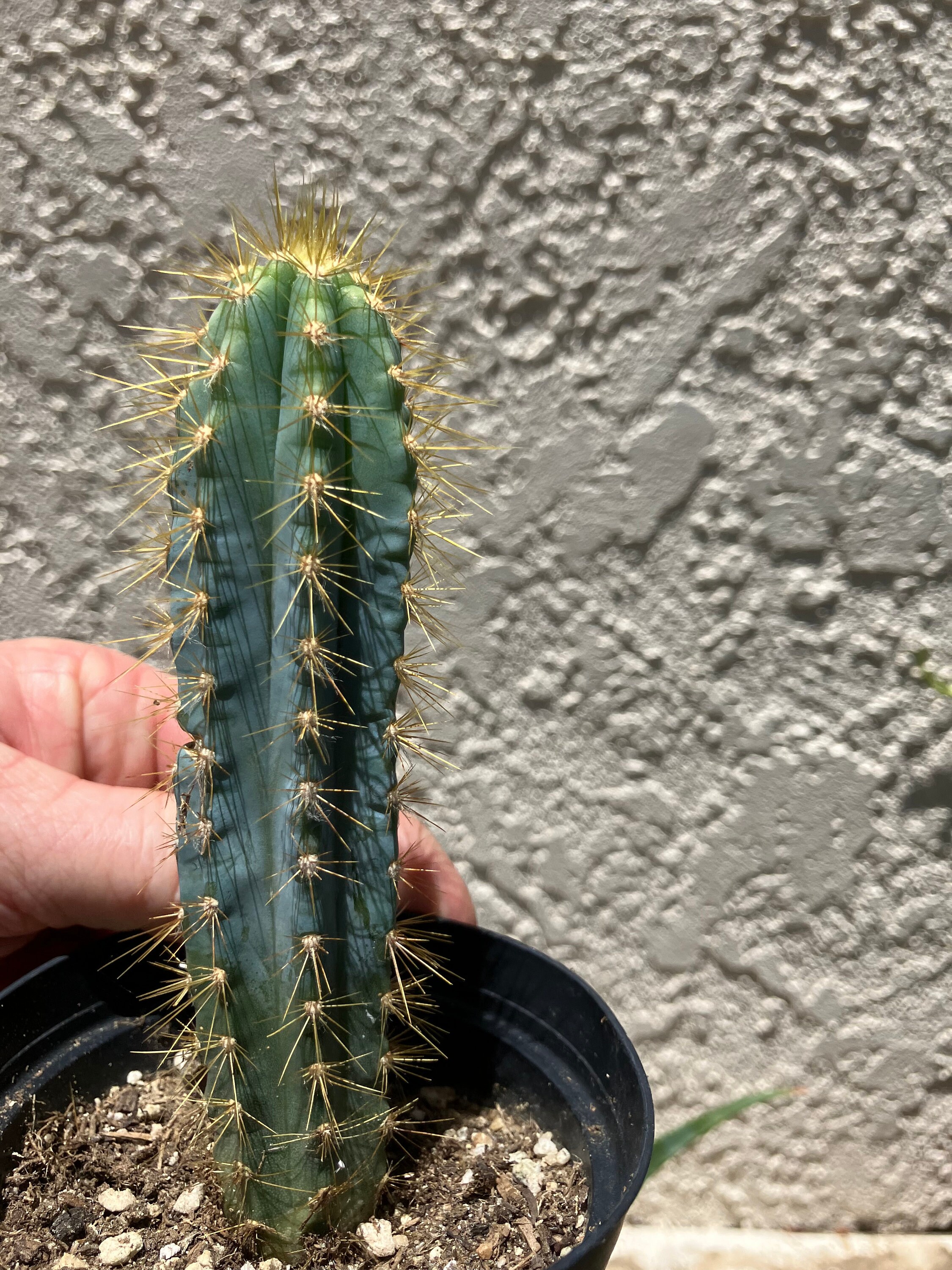 Blue Torch Cactus pilosocereus Azureus 5 Tall free Shipping This Exact ...