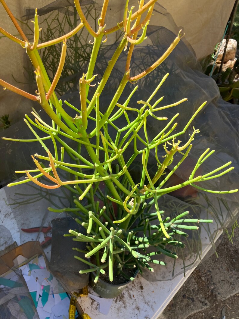 Euphorbia Tirucalli Fire Stick Cactus 32 Tall 16 Wide This Plant - Etsy