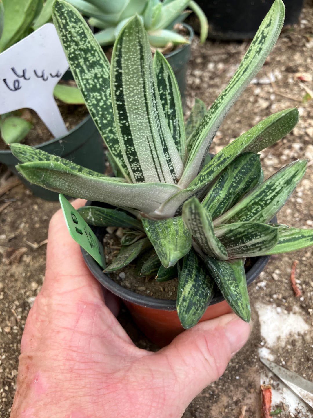 Gasteria Little Warty 5”" Wide 5” Tall This Exact Plant - Etsy