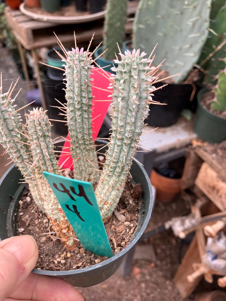 Euphorbia Variegated Corn Cob 4" Tall Cluster Succulent "this Plant" - Etsy