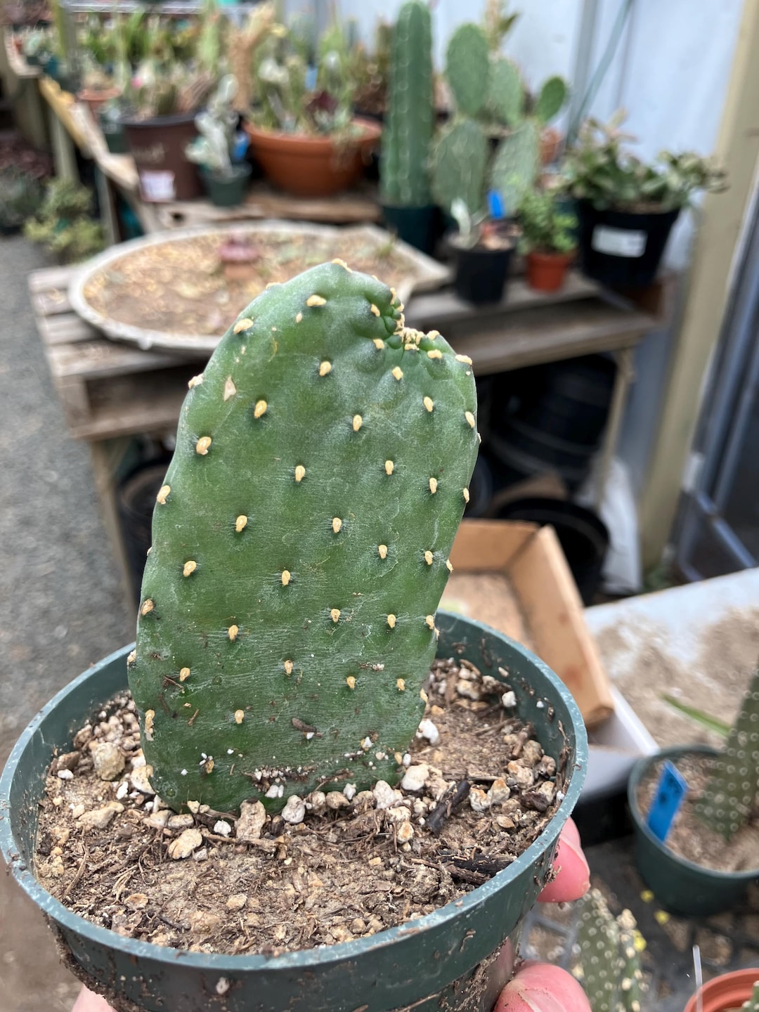 Opuntia Consolea Roadkill Cactus 4”tall This Plant Road Kill - Etsy