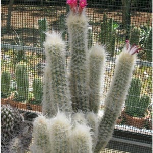 Oreocereus Doelzianus Old Woman Cactus, Old Man Cactus 4"tall This ...