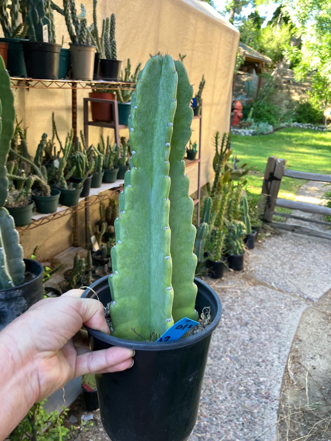 Cereus Peruvianus Night Blooming Cactus Peruvian Apple Cactus 12" Tall ...