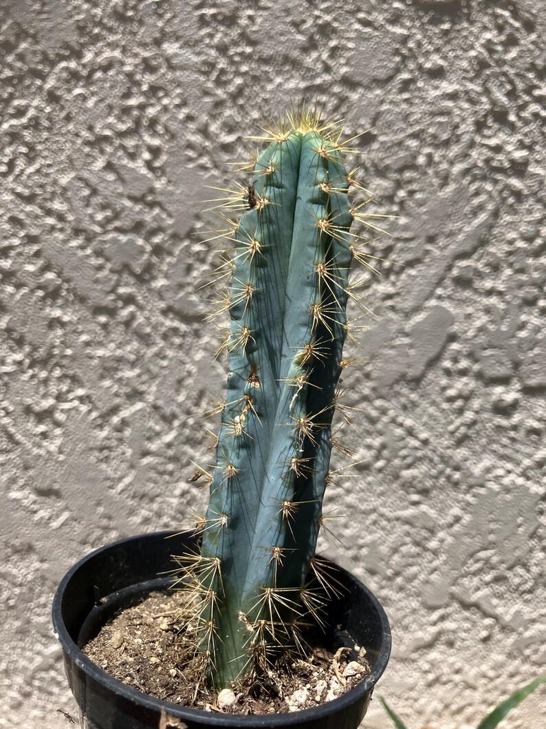 Blue Torch Cactus pilosocereus Azureus 6 Tall free Shipping This Exact ...