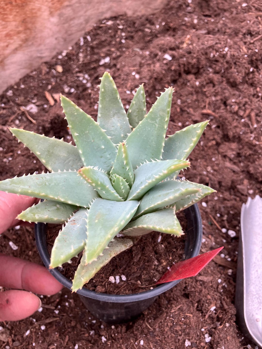 Aloe Brevifolia: Crocodile Short-leaf Clustering Succulent (4" Wide) - Etsy
