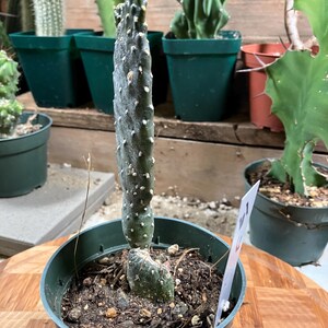 Opuntia Consolea Roadkill Cactus 6”tall This Plant - Etsy