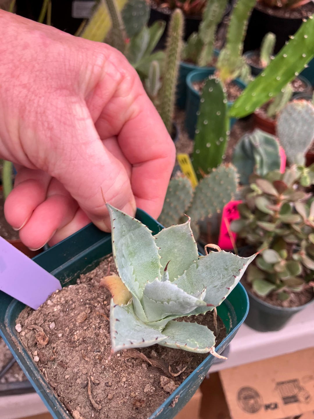 Agave Confederate Rose Hybrid 2” Wide This Plant - Etsy