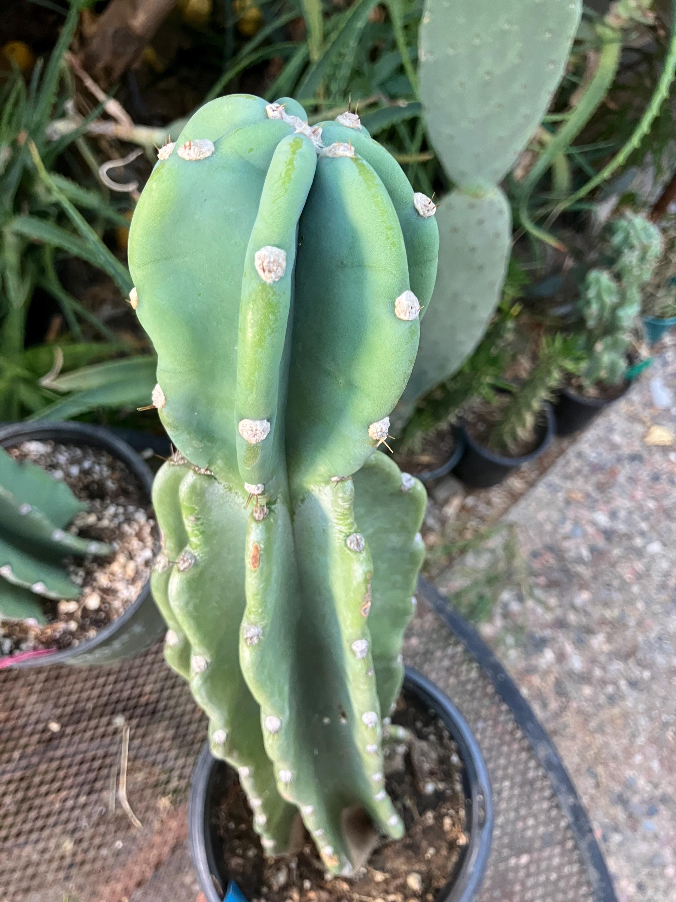 Cereus Peruvianus Cactus 17" Tall 11"wide Night Blooming Fruit This ...
