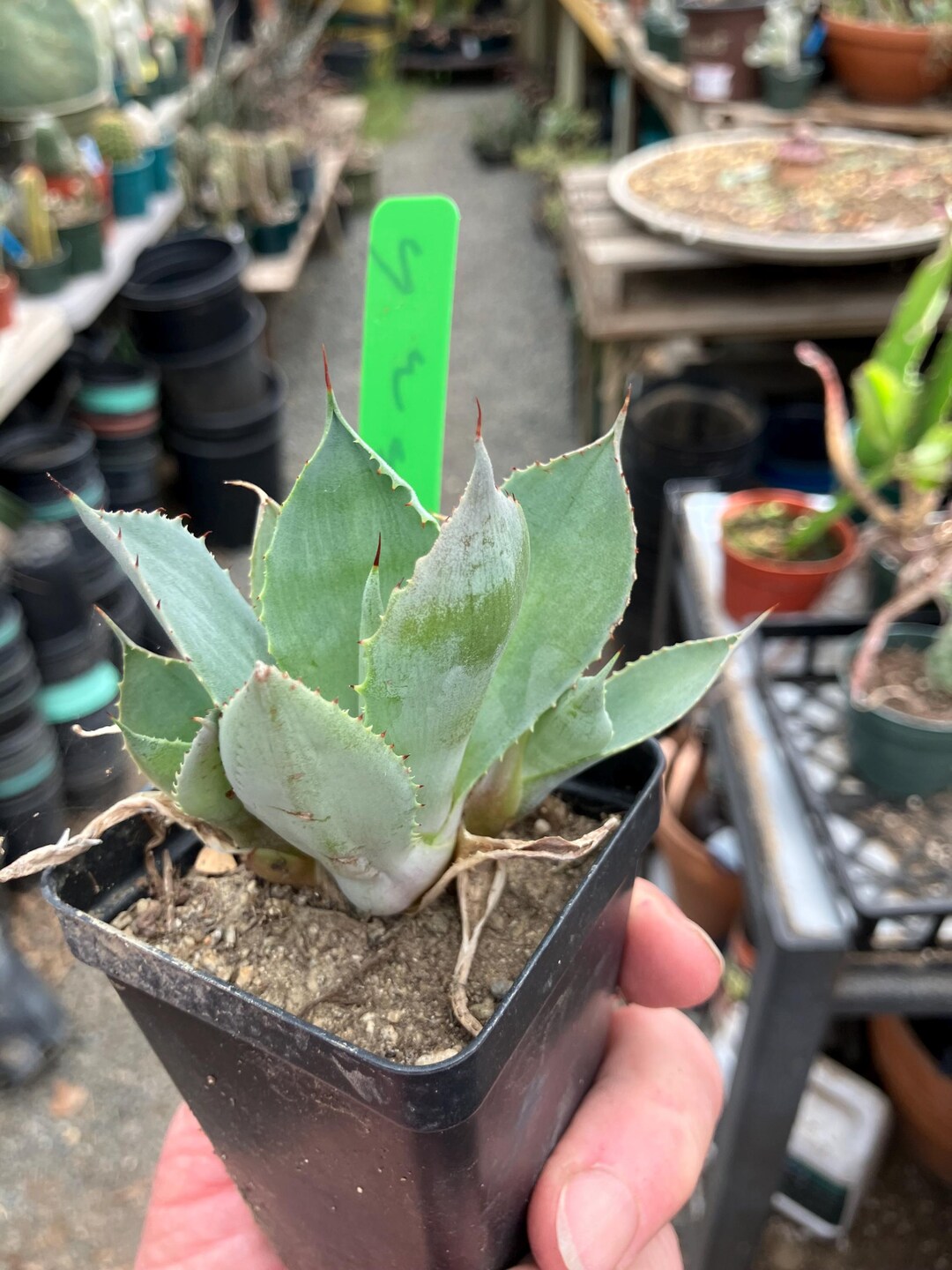Agave Confederate Rose Hybrid 3" Wide This Plant - Etsy