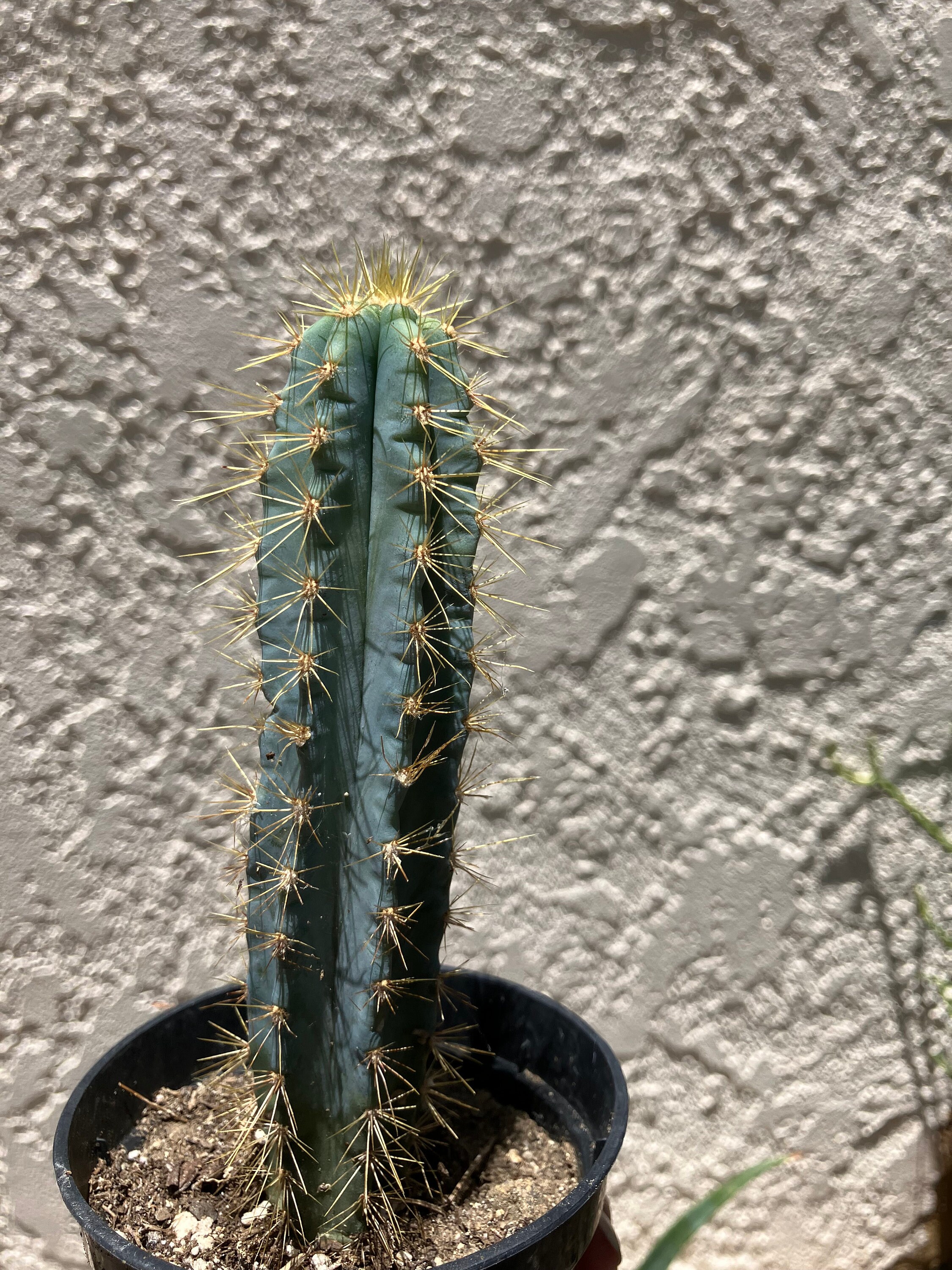 Blue Torch Cactus pilosocereus Azureus 6 Tall free Shipping This Exact ...