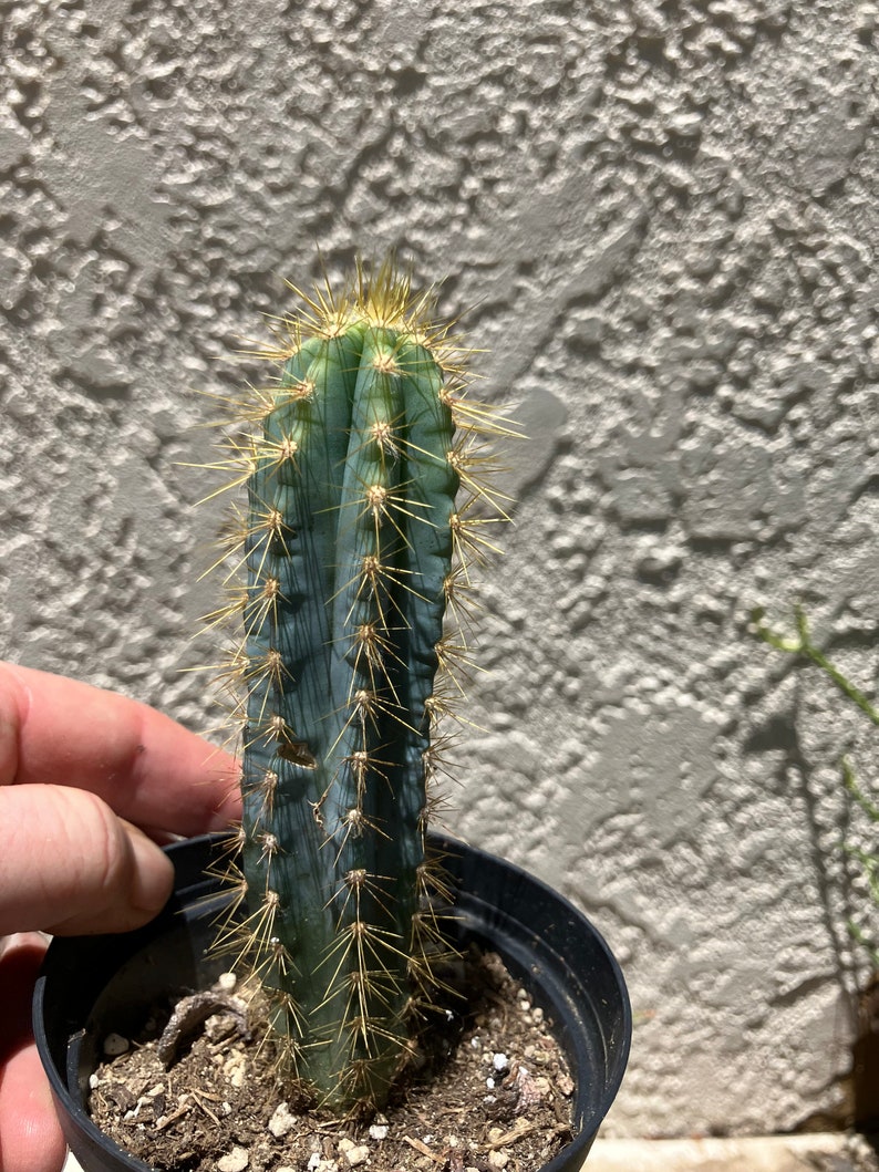 Blue Torch Cactus pilosocereus Azureus 5 Tall free Shipping This Exact ...
