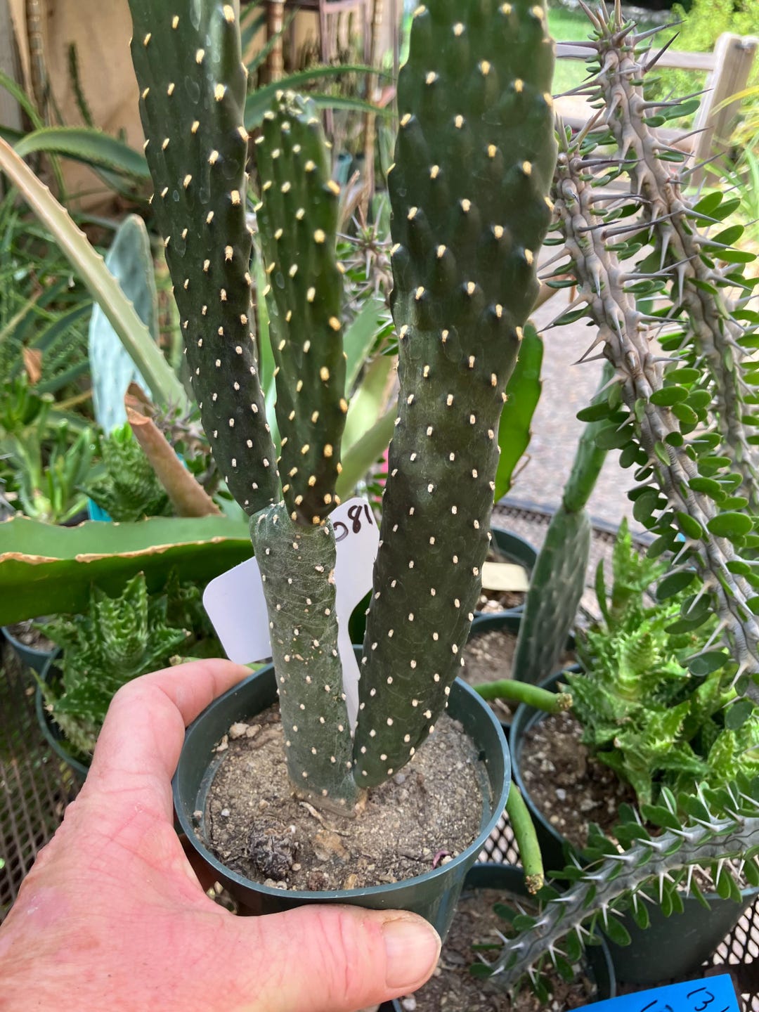 Opuntia Consolea Roadkill Cactus 8tall This Plant - Etsy