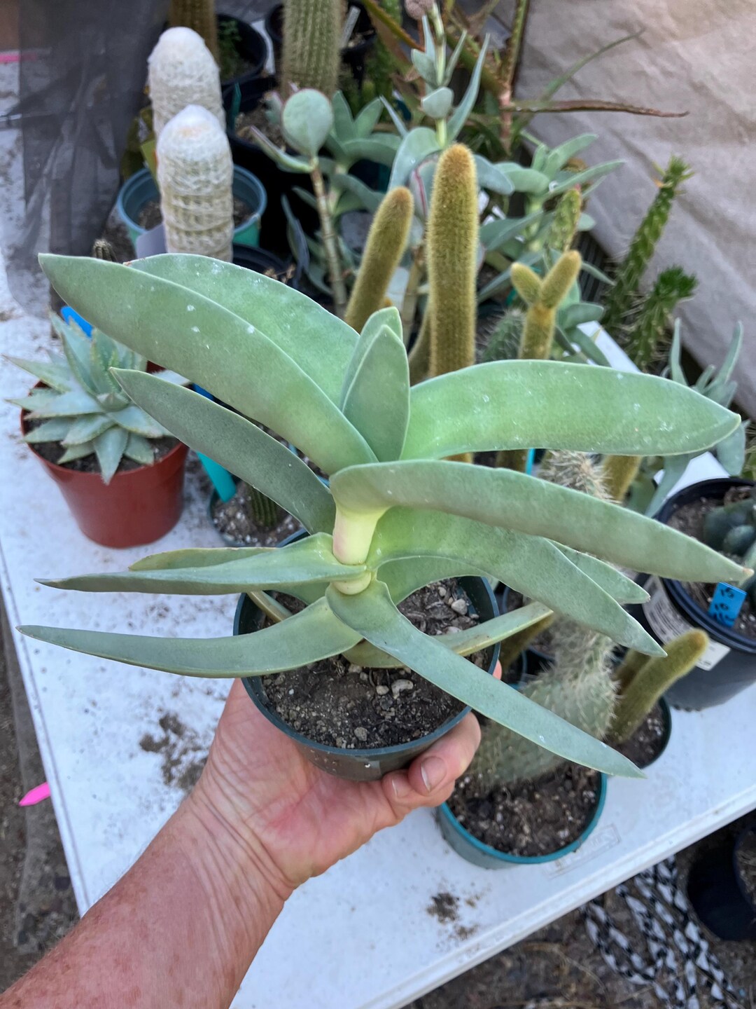 Crassula Falcata Propeller, Airplane Plant Succulent 7tall, 7wide this ...