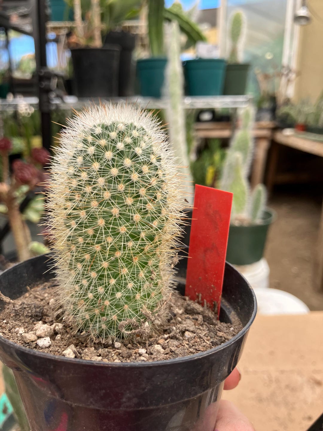 Notocactus Parodia Scopa Silver Ball/snowball Cactus 2.5" Tall - Etsy