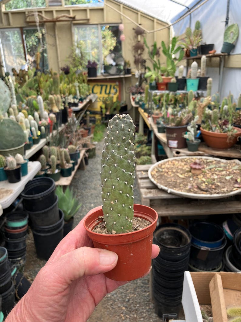 Opuntia Consolea Roadkill Cactus 5”tall This Plant Road Kill - Etsy