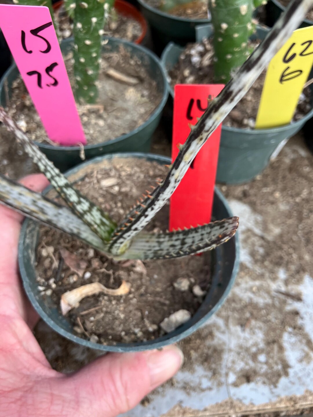 Aloe Tiger Stripe Aloe Hybrid 9”tall This Plant" - Etsy