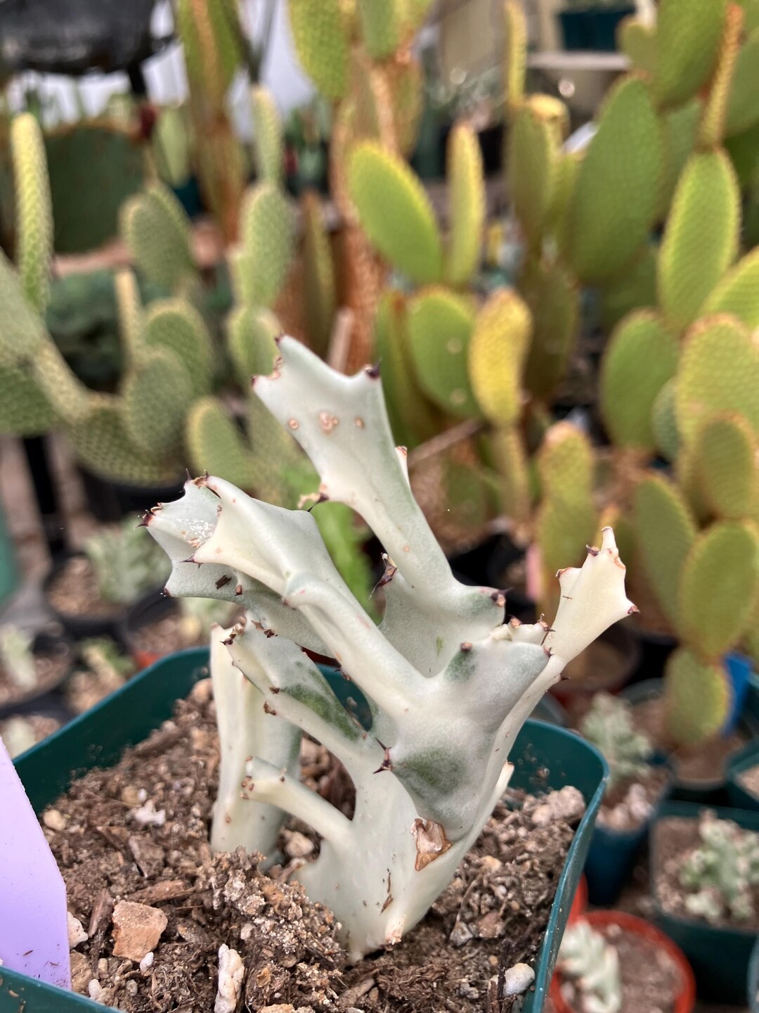 Dragon Tree Bones Euphorbia Lactea: 3" Bare Root Succulent - Etsy
