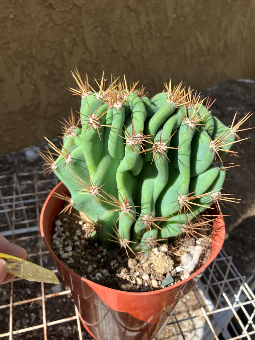 Cereus Peruvianus Monstrose Night Blooming Cactus Peruvian Apple Cactus ...