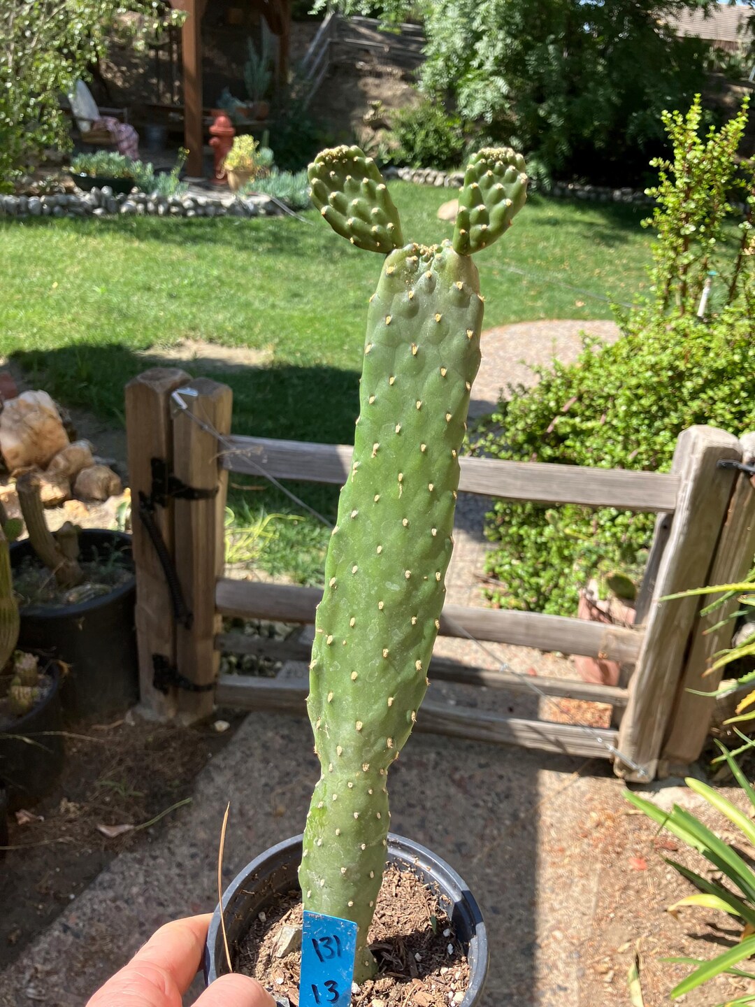 Opuntia Consolea Roadkill Cactus 13tall This Plant - Etsy