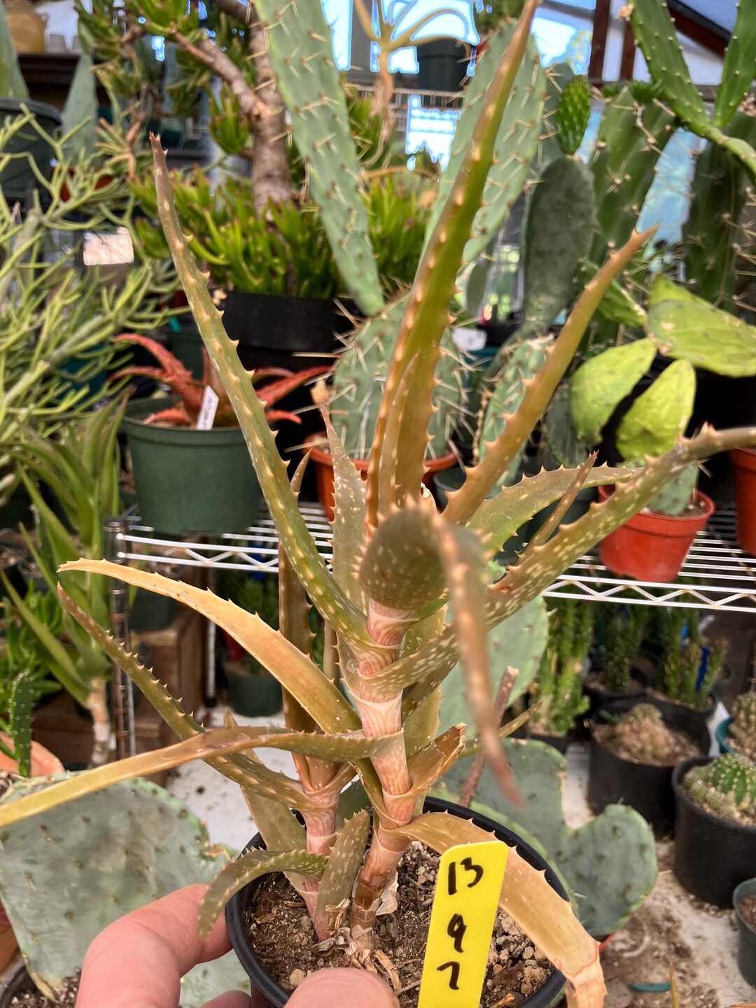 Aloe Congo Hybrid Beautiful Coloring 9”tall "this Plant" Color on These ...