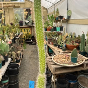 Nyctocereus Serpentinus~ Serpent Cactus Hanging or Ground Crawling Type ...
