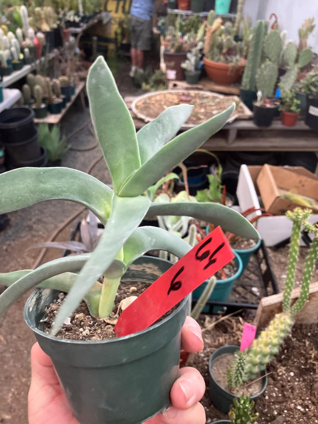 Crassula Falcata Propeller, Airplane Plant Succulent 6”tall "this Plant ...