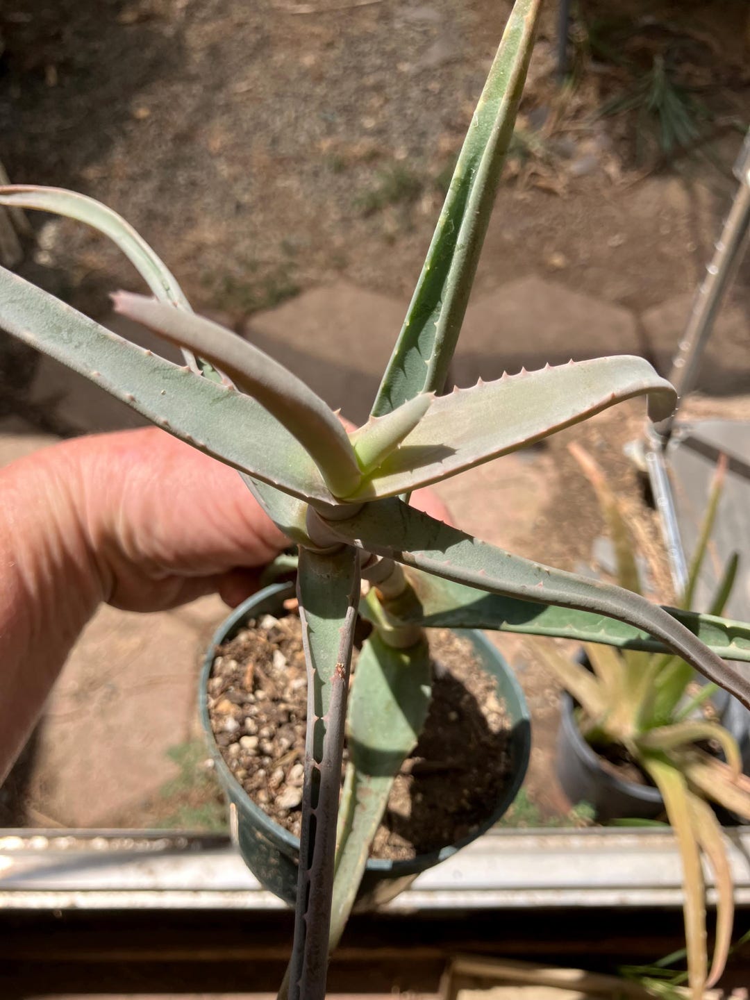 Cotyledon Orbiculata Var Oblonga Flavida Aloe “finger” 8"tall Succulent ...