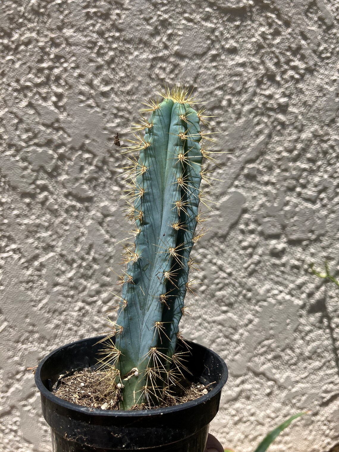 Blue Torch Cactus pilosocereus Azureus 6 Tall free Shipping This Exact ...
