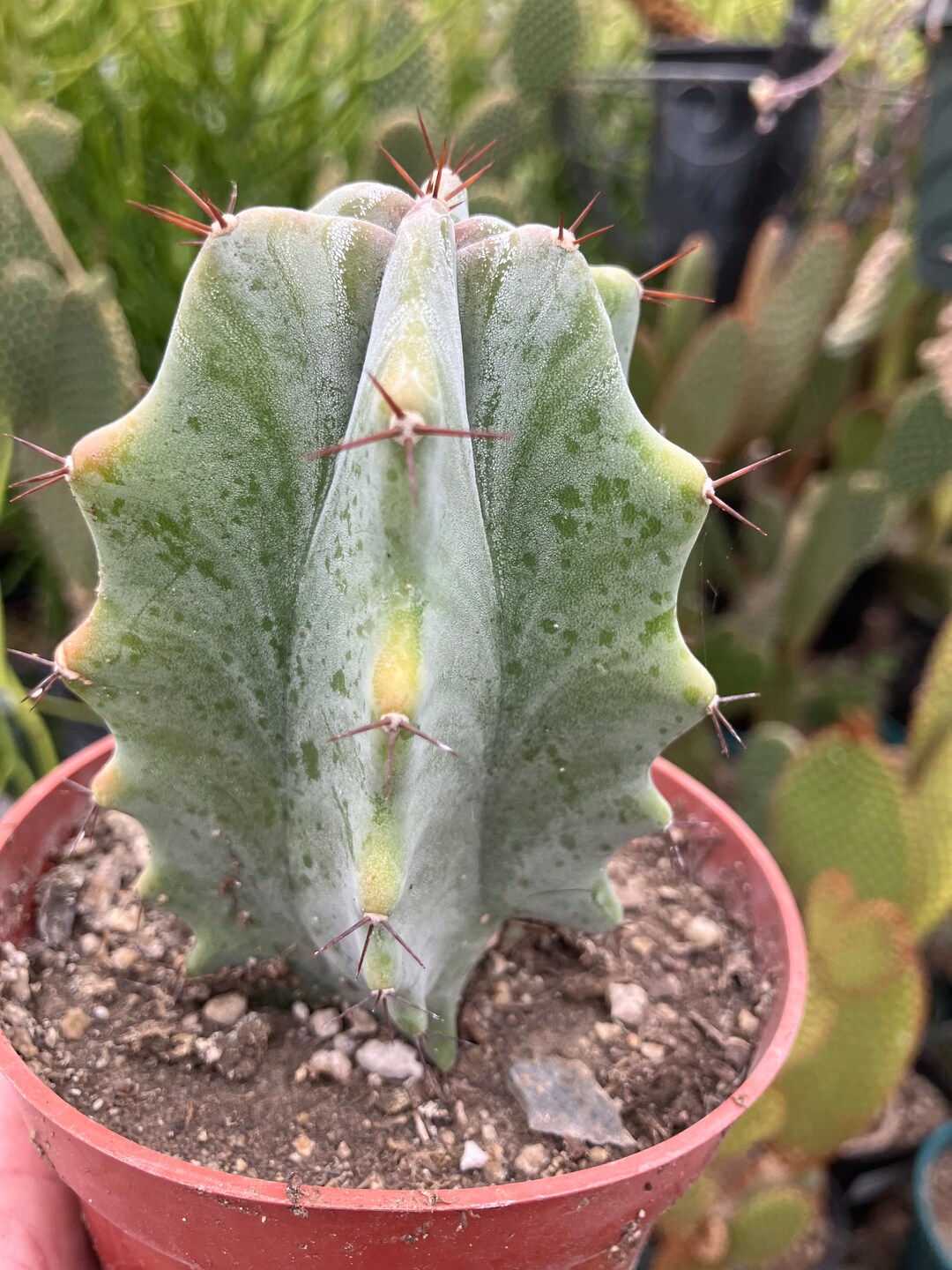 Lemaireocereus Pruinosus Grey Ghost Organ Pipe "this Plant" 4" Tall 3 ...