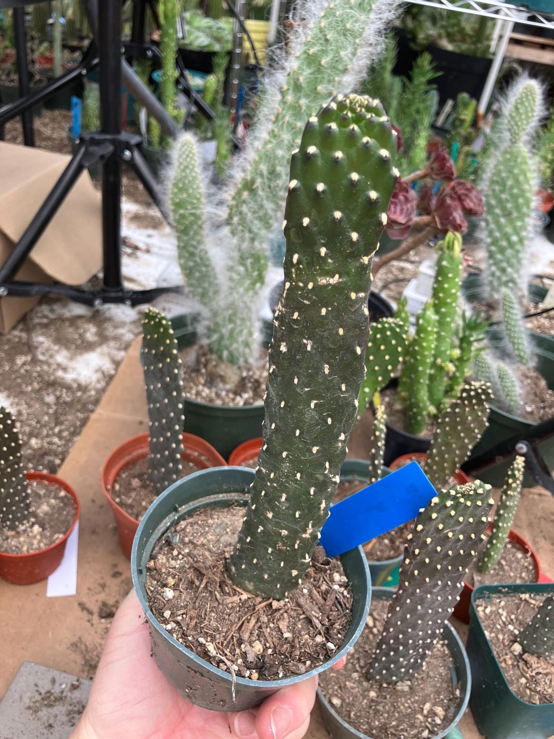 Opuntia Consolea Roadkill Cactus 8tall This Plant - Etsy