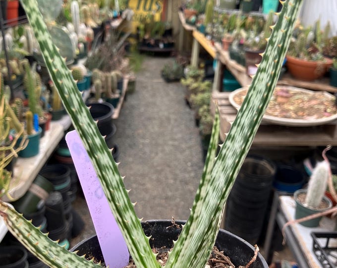 Aloe Tiger Stripe Aloe Hybrid 8”tall This Plant" - Etsy