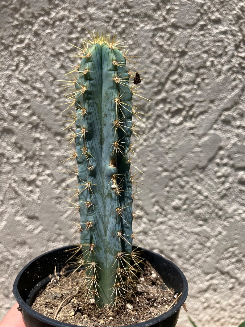 Blue Torch Cactus pilosocereus Azureus 6 Tall free Shipping This Exact ...
