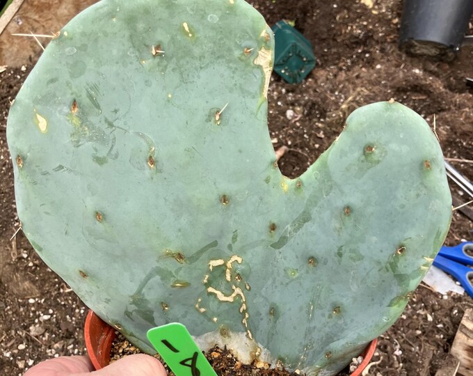 Opuntia Cactus Dinner Plate Nopal Silver Dollar Cactus 8”tall 7.5 ...