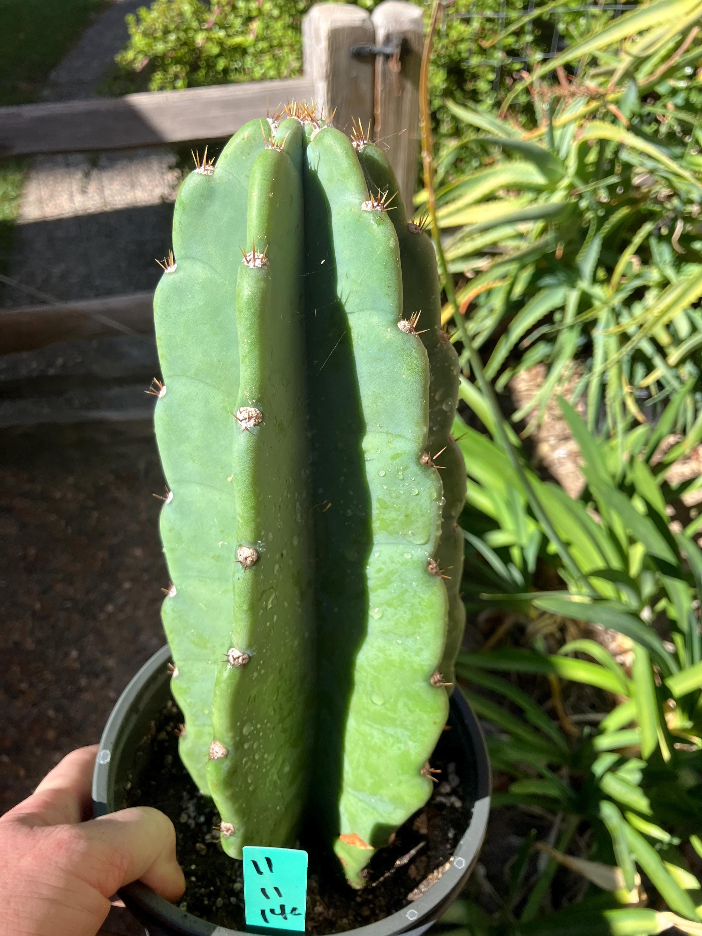 Cereus Peruvianus Cactus 11" Tall 14"circum. Night Blooming Fruit This ...