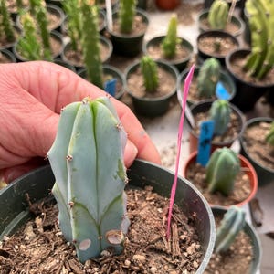 Myrtillocactus Geometrizans Blue Myrtle Cactus 2.5 Tall this Plant - Etsy