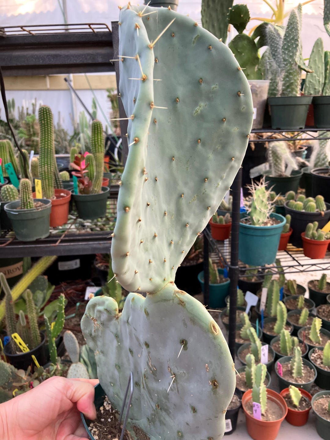 Opuntia Cactus Dinner Plate Nopal Silver Dollar Cactus 17”tall 8”wide ...