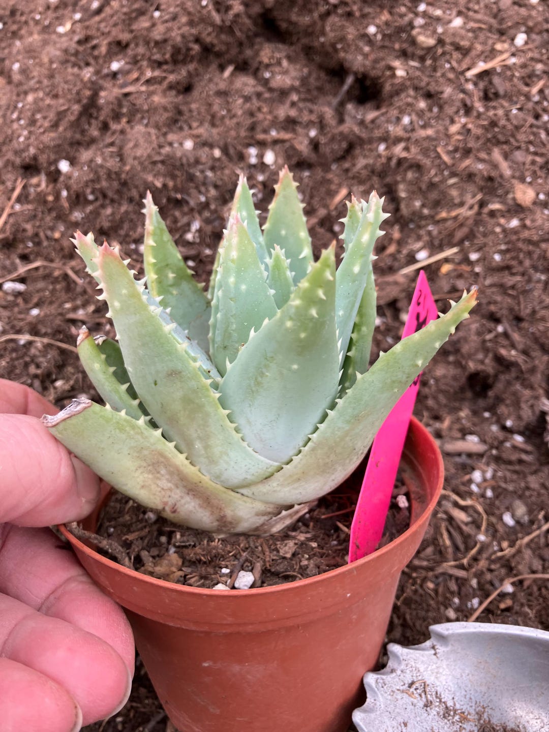 Aloe~ Brevifolia Crocodile Short-leaf Aloe Clustering Succulent Plant ...